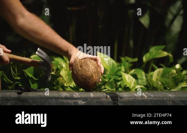 Coconut open fruit Stock Videos & Footage - HD and 4K Video Clips - Alamy
