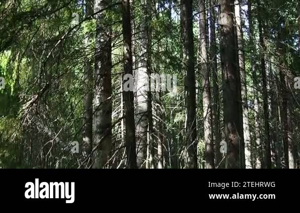 Taiga biome dominated by coniferous forests. Picea spruce, genus of ...