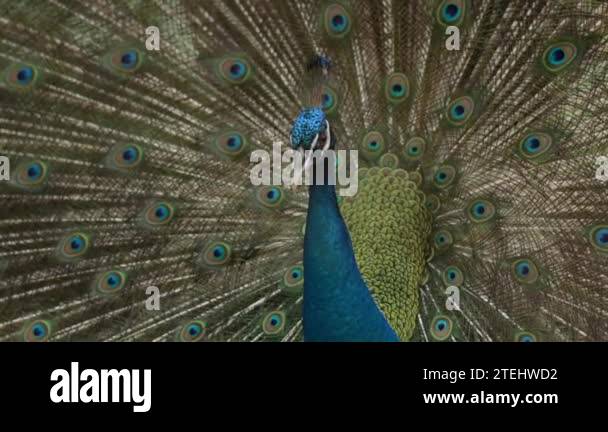 Male Indian Peafowl or Blue Peacock is showing its beautiful large ...