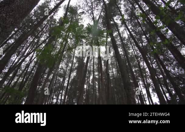 Pine Trees Pinus merkusii at Forest Park in Bandung West Java Indonesia ...