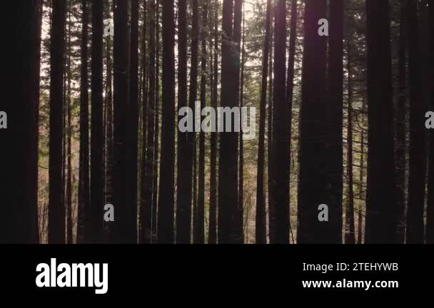 Giant sequoia forest Stock Videos & Footage - HD and 4K Video Clips - Alamy