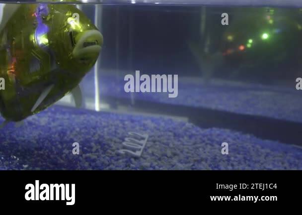 Robotic fish Stock Videos & Footage - HD and 4K Video Clips - Alamy