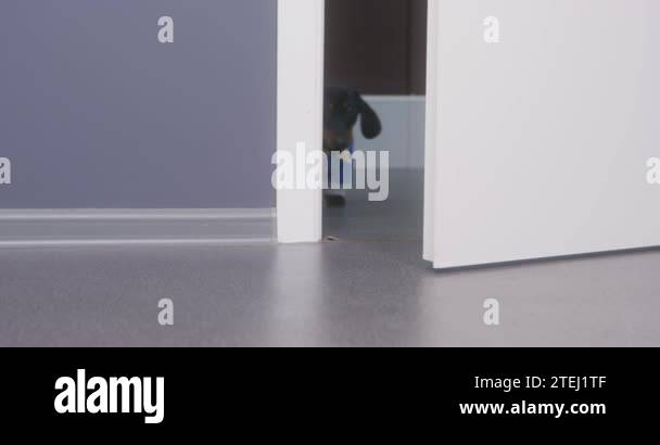 Funny dachshund dog in blue jumpsuit runs out of room through half-open ...