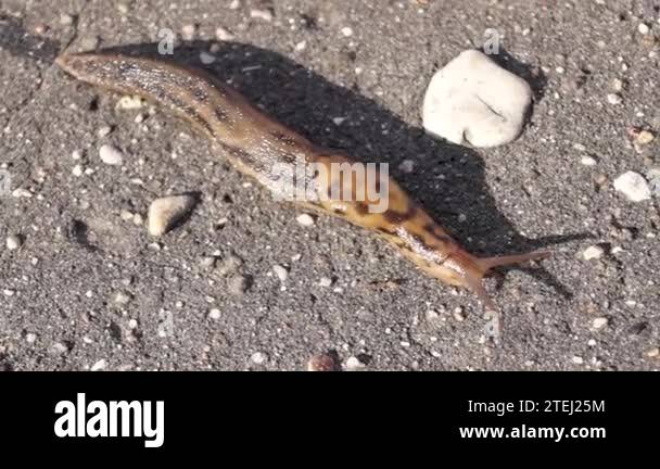 A great slug (lat. Limax maximus) crawls along the paths in the garden ...