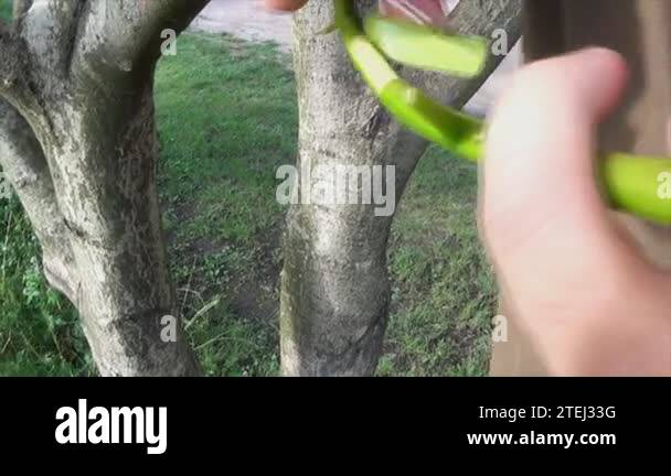 Grafting and budding of branches of woody plants for plant propagation ...