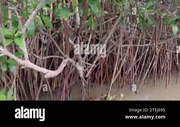 mangrove forests root at sea backwater from flat angle video is taken ...
