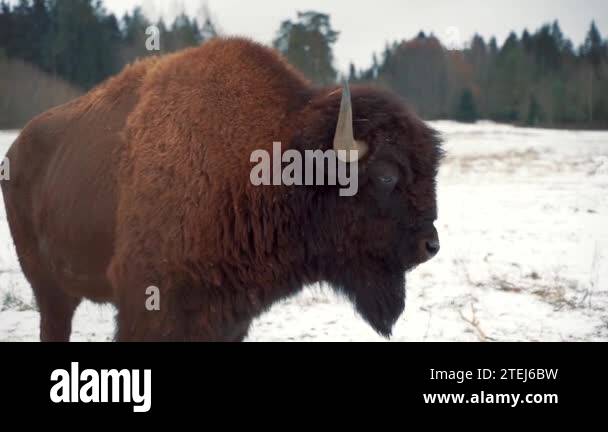 Bison looks back camera in Stock Videos & Footage - HD and 4K Video ...