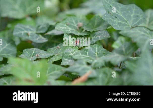 Insect on ivy Stock Videos & Footage - HD and 4K Video Clips - Alamy