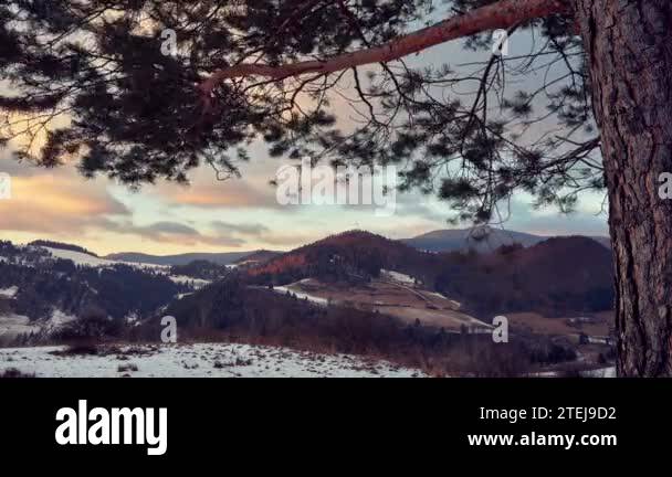 Pine trees bent wind Stock Videos & Footage - HD and 4K Video Clips - Alamy