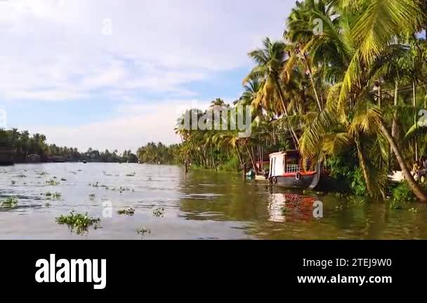 Backwater palm tree Stock Videos & Footage - HD and 4K Video Clips - Alamy