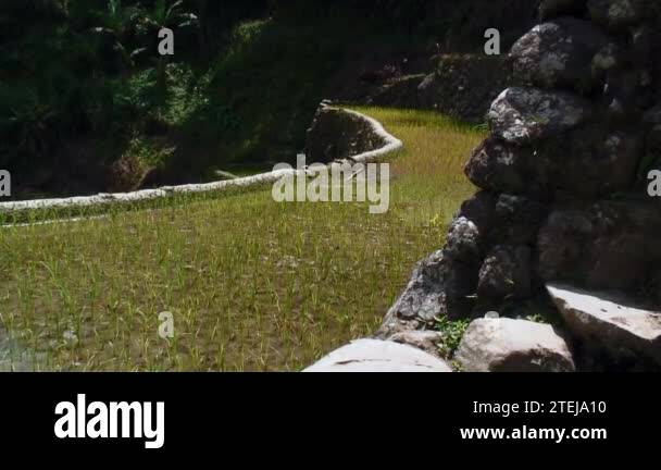 A footage of a portion of Batad Rice Terraces with a stone wall and ...