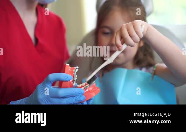 Jaw anatomical model teeth brushing close-up 4k video. Pediatric ...