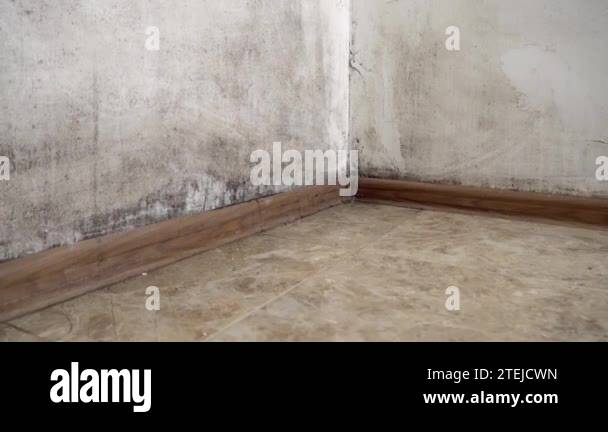 Ceramic fungus Stock Videos & Footage - HD and 4K Video Clips - Alamy