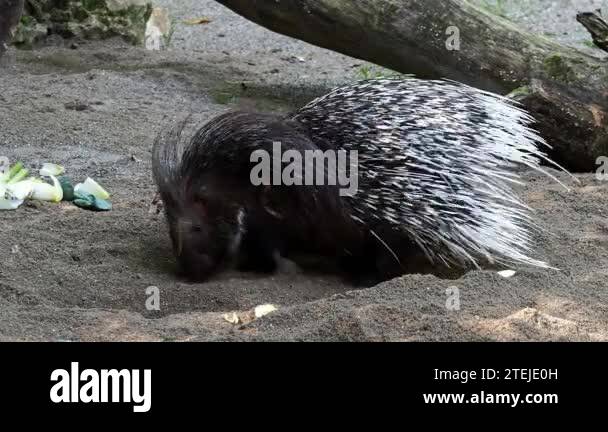 The Indian crested Porcupine, Hystrix indica or Indian porcupine is a ...