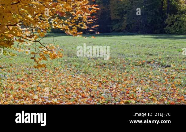 Maple tree insects Stock Videos & Footage - HD and 4K Video Clips - Alamy