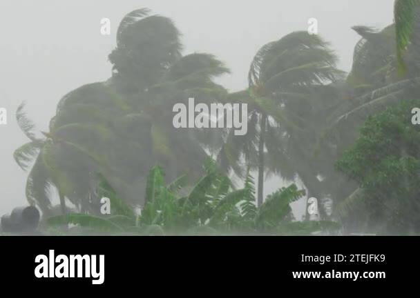 Cyclone BATSIRAI. Heavy rain breaks palm trees. Tree Branches Bending ...