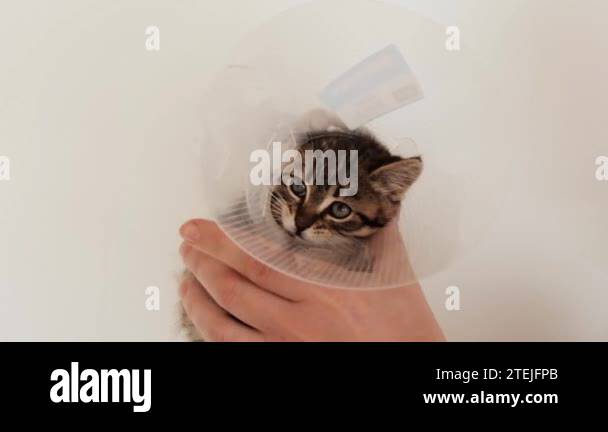 Cone cat Stock Videos & Footage - HD and 4K Video Clips - Alamy