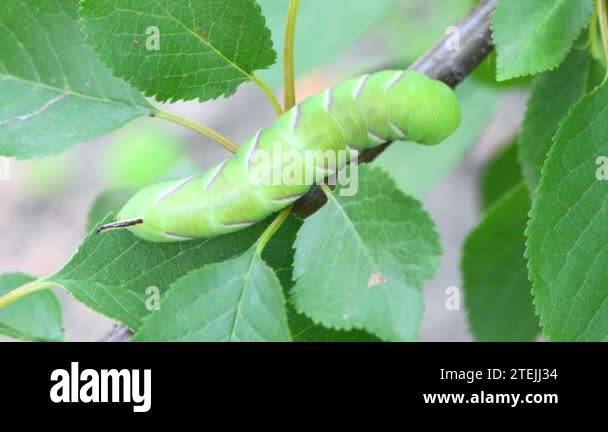 Green caterpillar Privet hawk moth (Sphinx ligustri) or Large brown ...