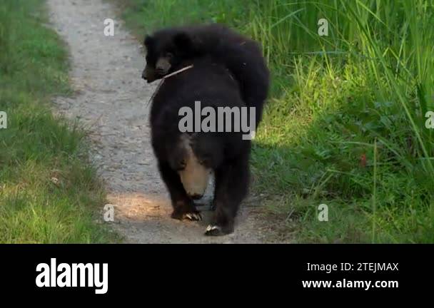 A female sloth bear with two cubs riding on her back in the Chitwan ...