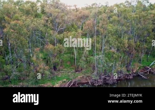 Sideways drone footage of eucalypt forest along the Murray River north ...