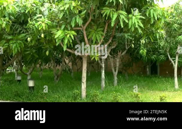 Grove mango trees Stock Videos & Footage - HD and 4K Video Clips - Alamy