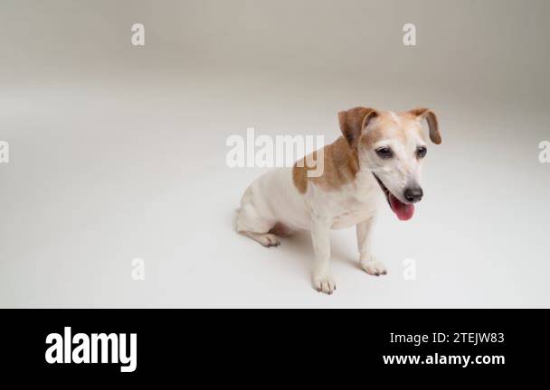 Profile of dog Stock Videos & Footage - HD and 4K Video Clips - Alamy