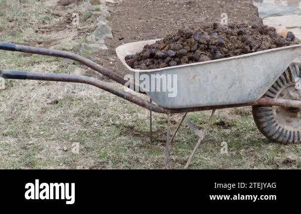 Horse manure and garden wheel barrow on garden. Horse manure cart for ...