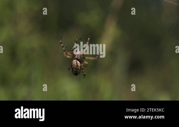A huge tarantula hanging on its web. Creative. A bright spider with ...