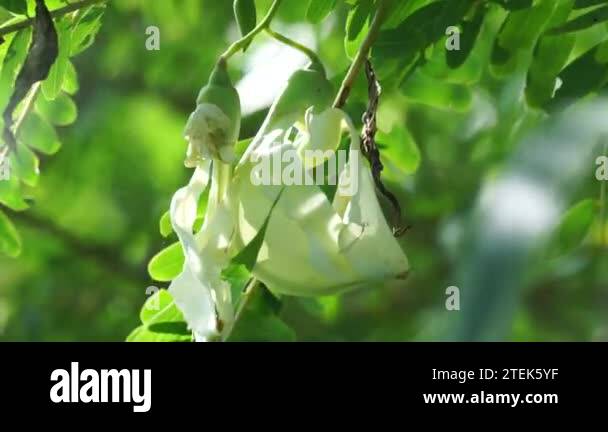 Vegetable hummingbird (Also called Sesbania grandiflora, hummingbird ...