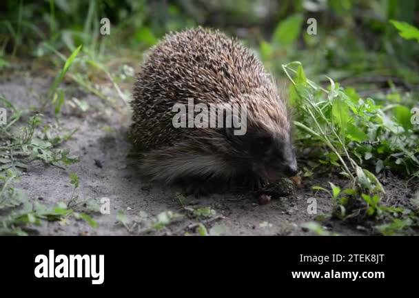 Hedgehog, (scientific name: Erinaceus Europaeus), wild, aboriginal ...