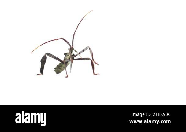 Insect rearing Stock Videos & Footage - HD and 4K Video Clips - Alamy