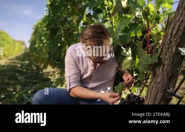 Man harvesting vine Stock Videos & Footage - HD and 4K Video Clips - Alamy