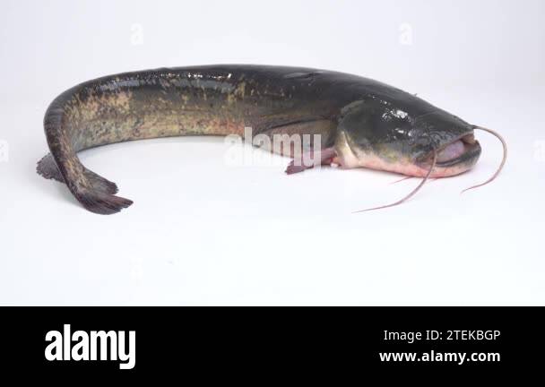 live river catfish weighing 7 kg lies and is moving on a white screen ...