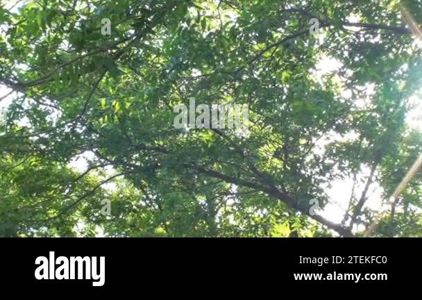 Panning lens flare shot of trees in a Utah forest. The camera pans from ...