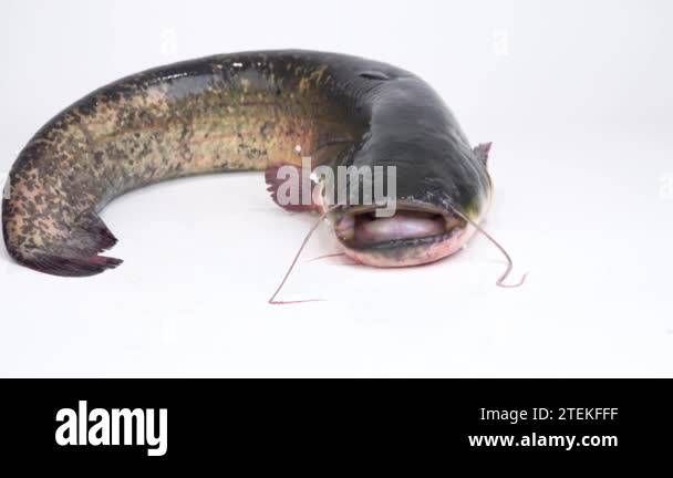 live river catfish weighing 7 kg lies and is moving on a white screen ...