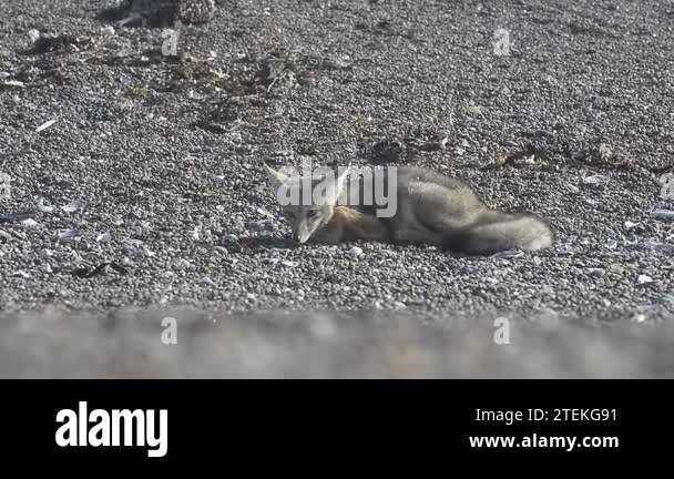 Penguin and fox Stock Videos & Footage - HD and 4K Video Clips - Alamy