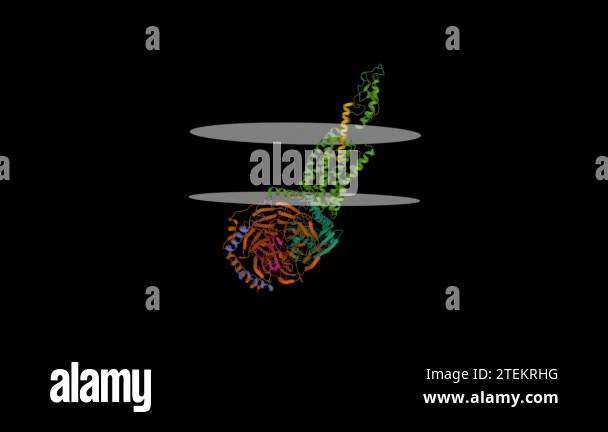 Human secretin (light green) receptor (light brown) Gs complex with a ...