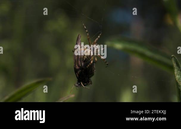 A spider trying to lift a large insect. Creative. A small spider that ...