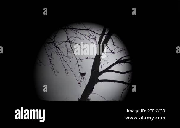 Live living species Stock Videos & Footage - HD and 4K Video Clips - Alamy