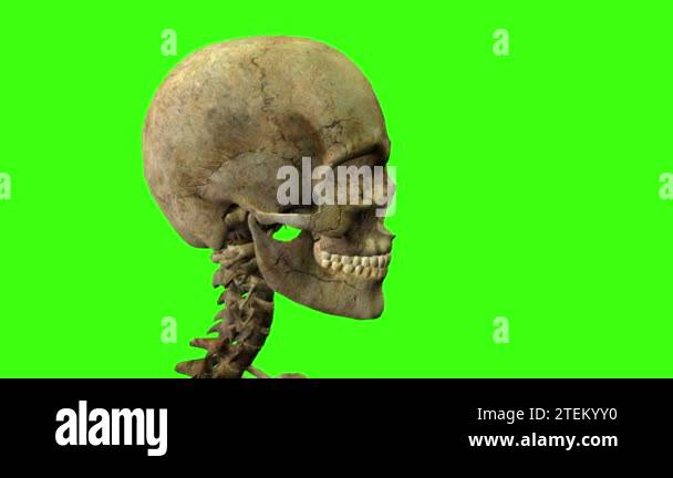 Cranial background Stock Videos & Footage - HD and 4K Video Clips - Alamy