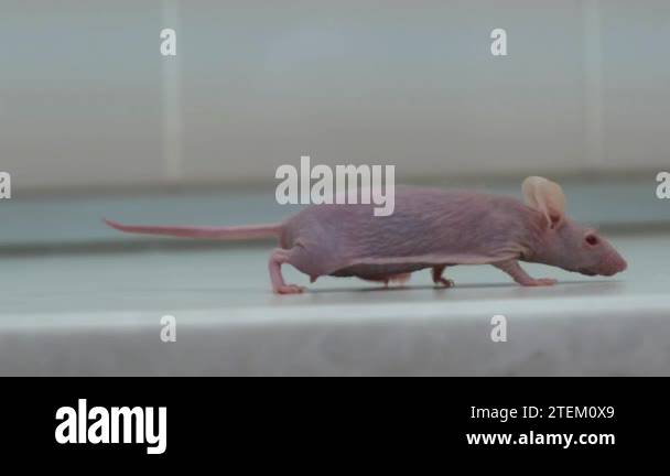 Laboratory table Stock Videos & Footage - HD and 4K Video Clips - Alamy