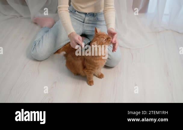 The girl caresses, caresses and combs a red cat, caring for long hair ...