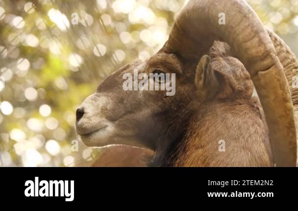 Wild ram with big Horns, animal in untouched nature, mouflon in forest ...