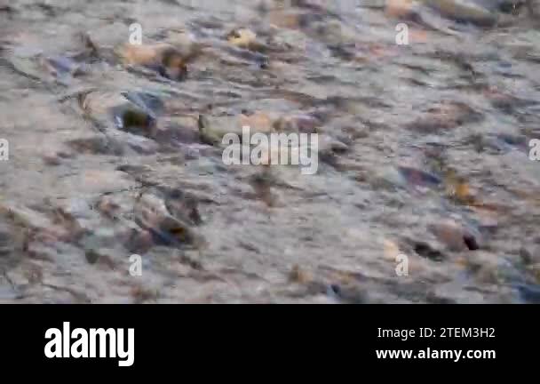 Shallow stream with gravel Stock Videos & Footage - HD and 4K Video ...