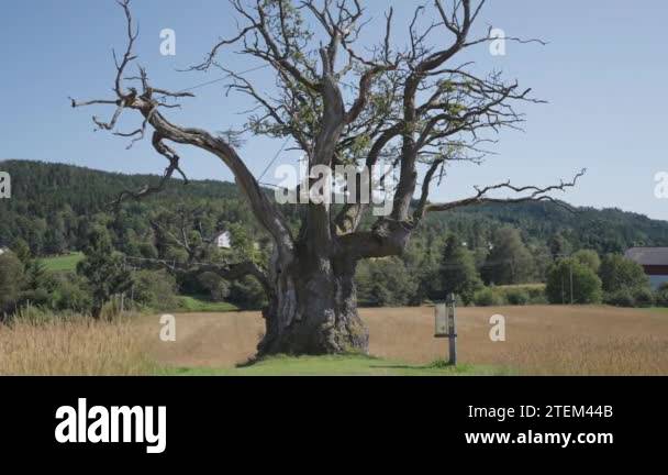 A thousand-year-old oak tree in the middle of the farm fields. Slow ...