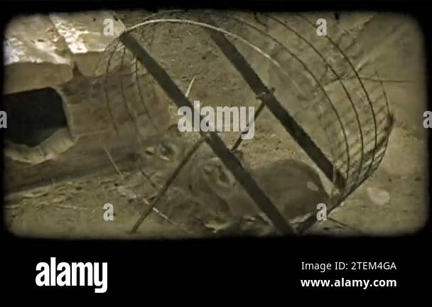 Two brown mice run together on circular spinning wheel for exercise in ...