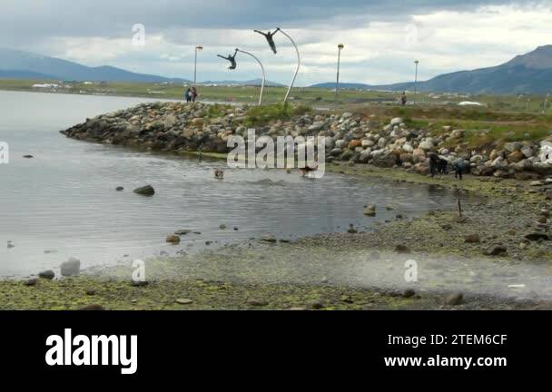 Retrieving dogs Stock Videos & Footage - HD and 4K Video Clips - Alamy