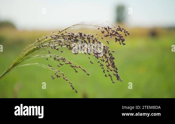 Growing proso millet in agriculture. Plant of Panicum Miliaceum ...