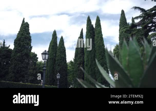 Majestic evergreen cypress trees decorating famous Italian private ...