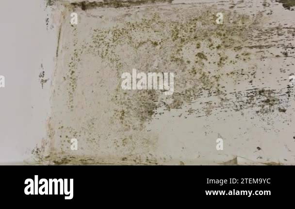 Moldy wall mold bathroom Stock Videos & Footage - HD and 4K Video Clips ...